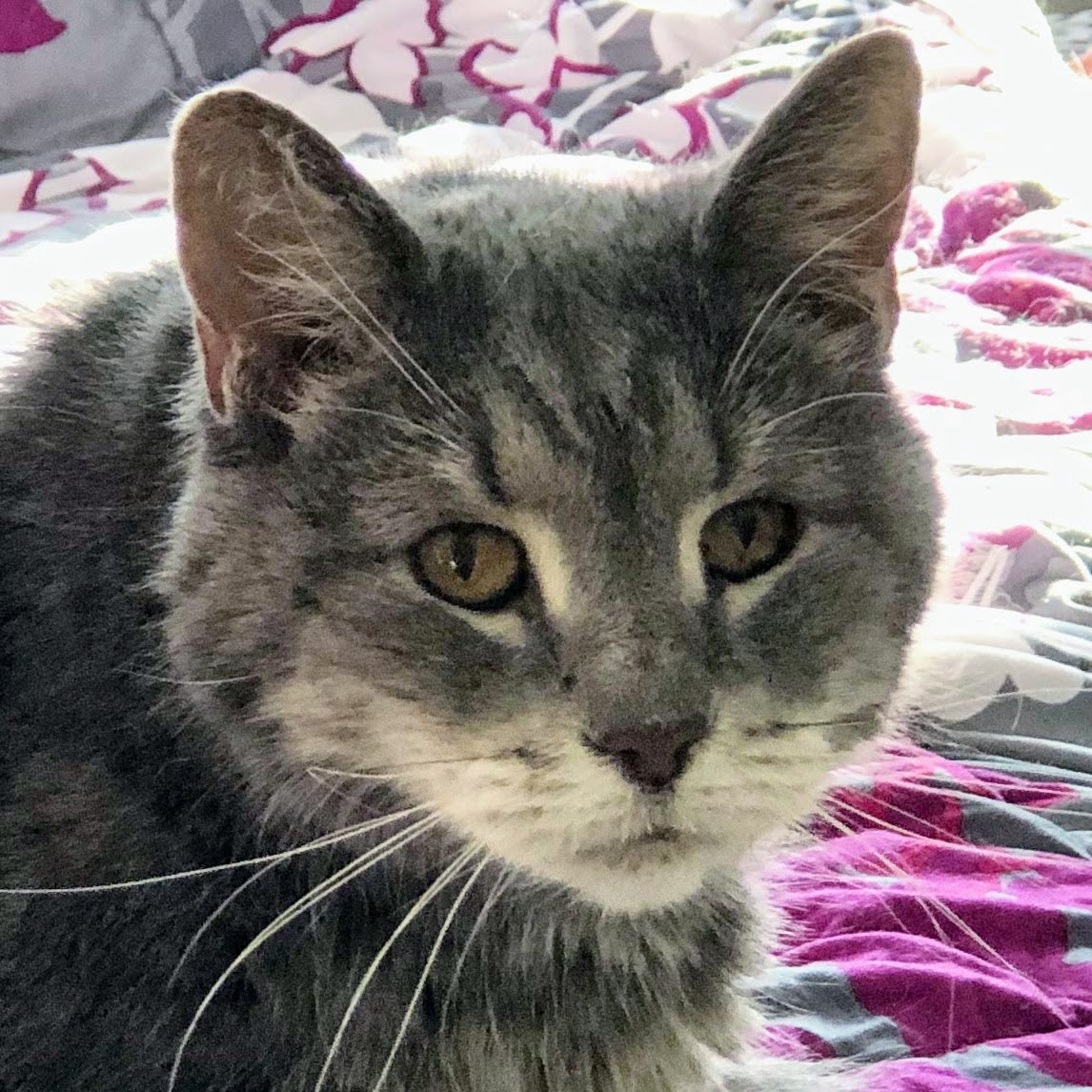 Kitty Clients – Altavista Cat Sitter